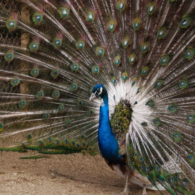 Peafowl India Blue Pied | Swan Farms LLC