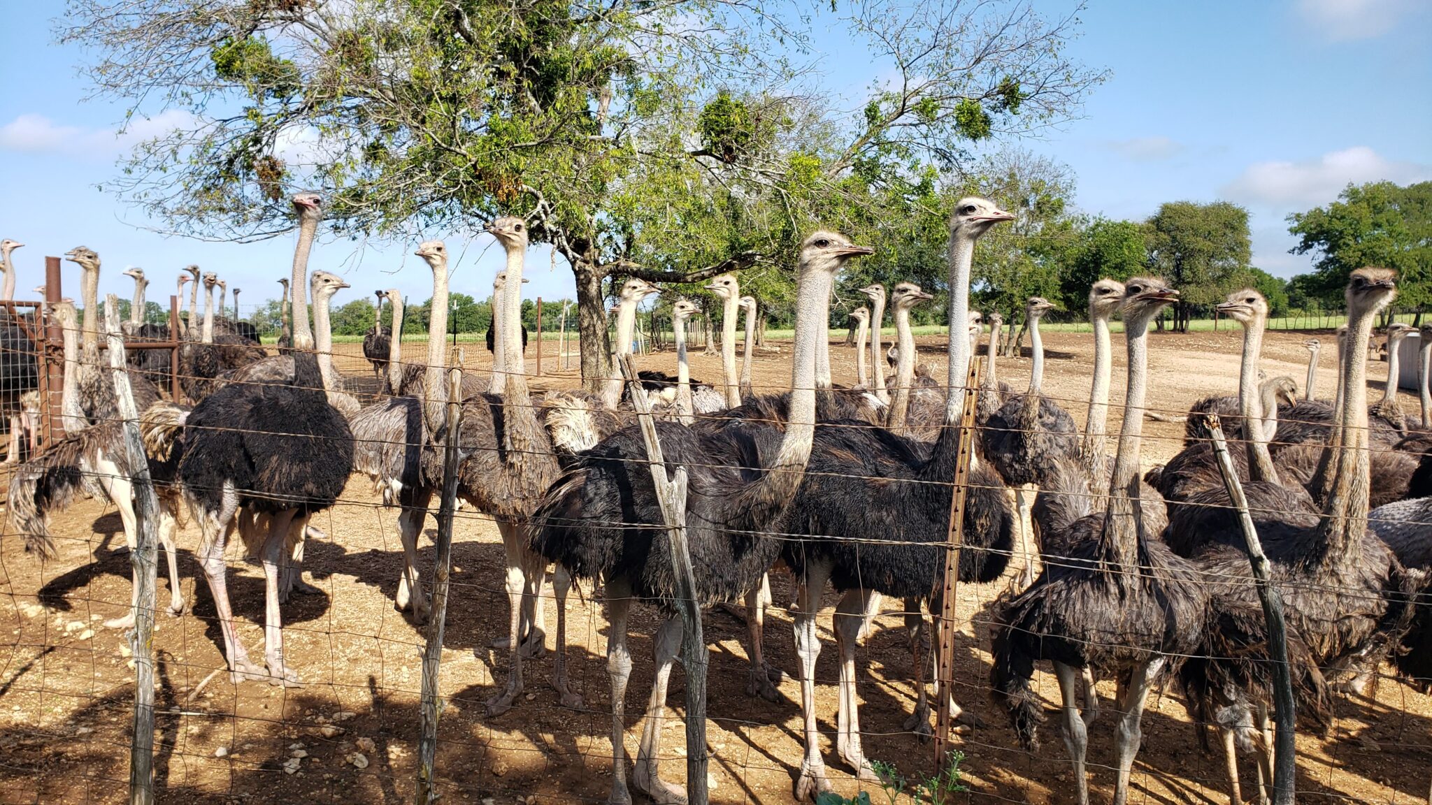 Ostriches – Adults and Pre-Breeders | Swan Farms LLC