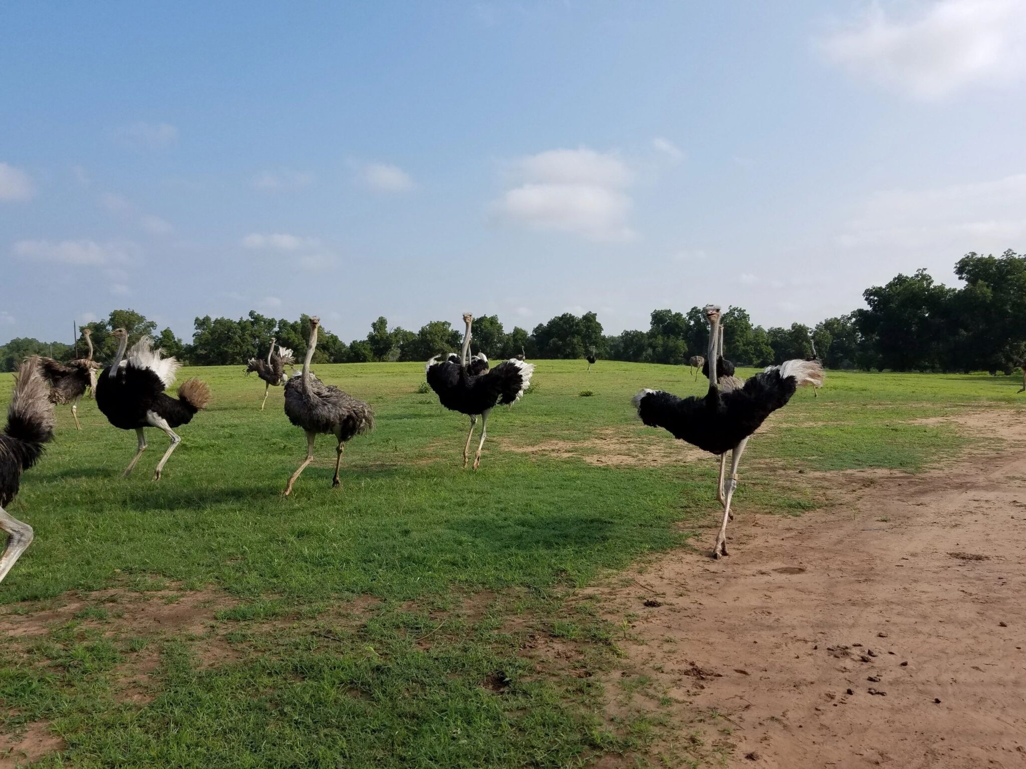 Ostriches – Adults and Pre-Breeders | Swan Farms LLC