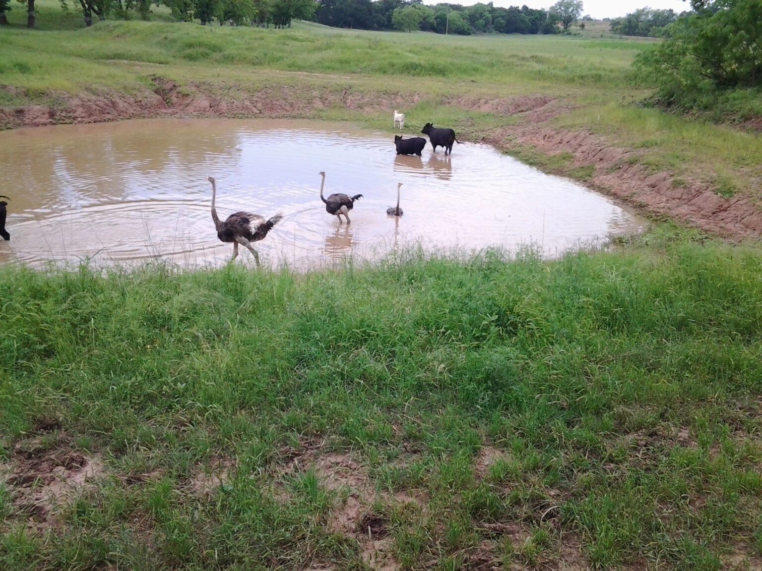 Ostriches – Adults and Pre-Breeders | Swan Farms LLC
