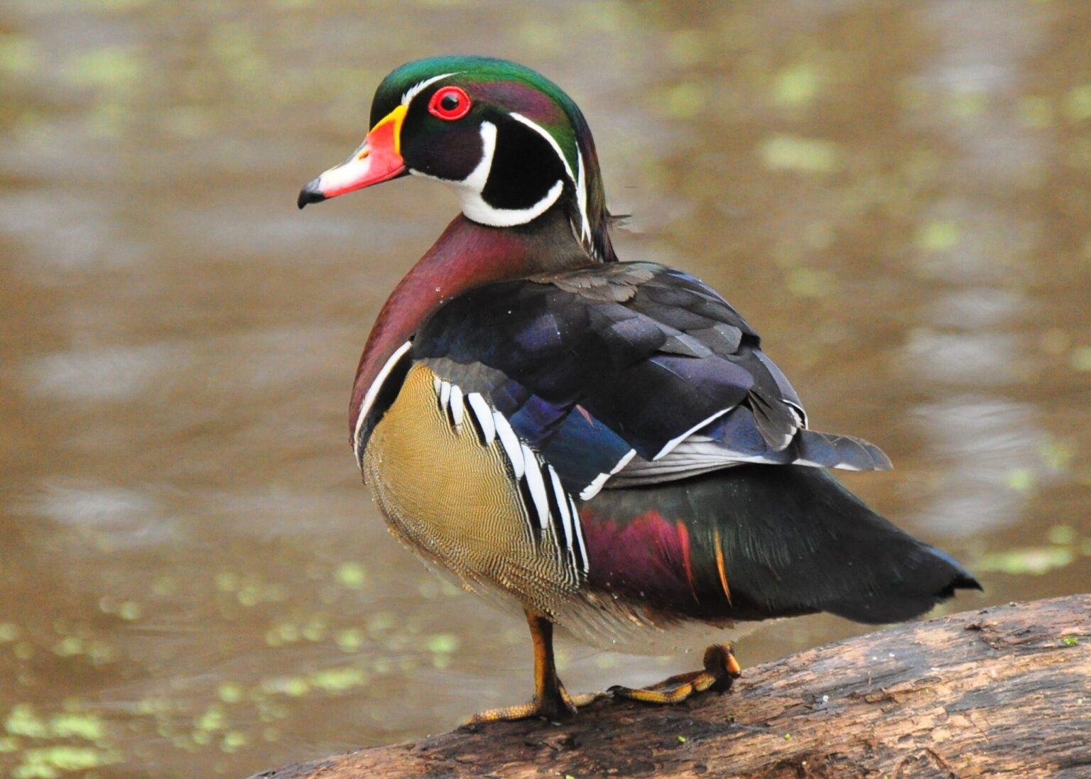 Wood Ducks | Swan Farms LLC