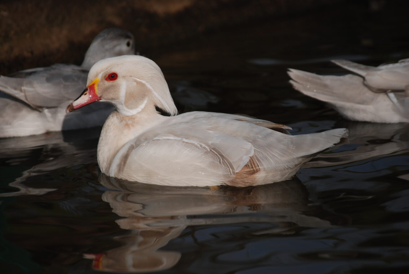 Ducks | Swan Farms LLC