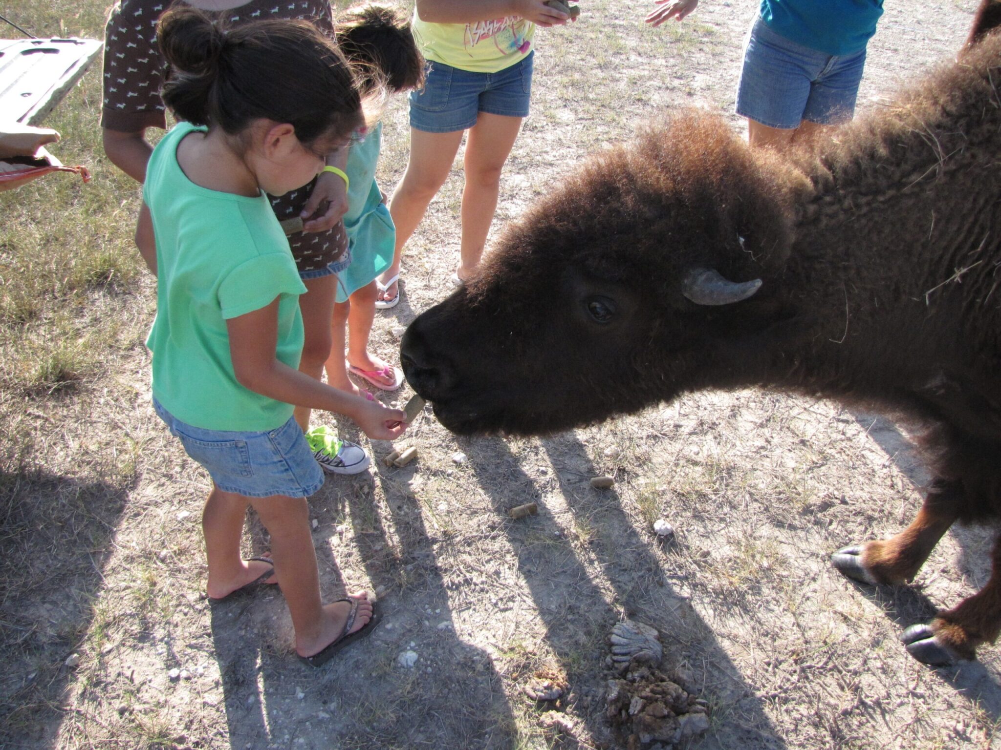 (Bison) Buffalo for Sale | Swan Farms LLC