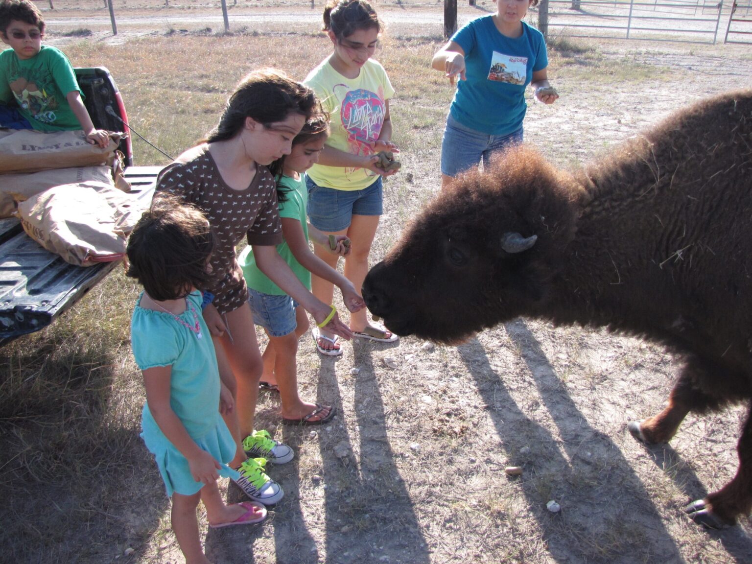 (Bison) Buffalo for Sale | Swan Farms LLC