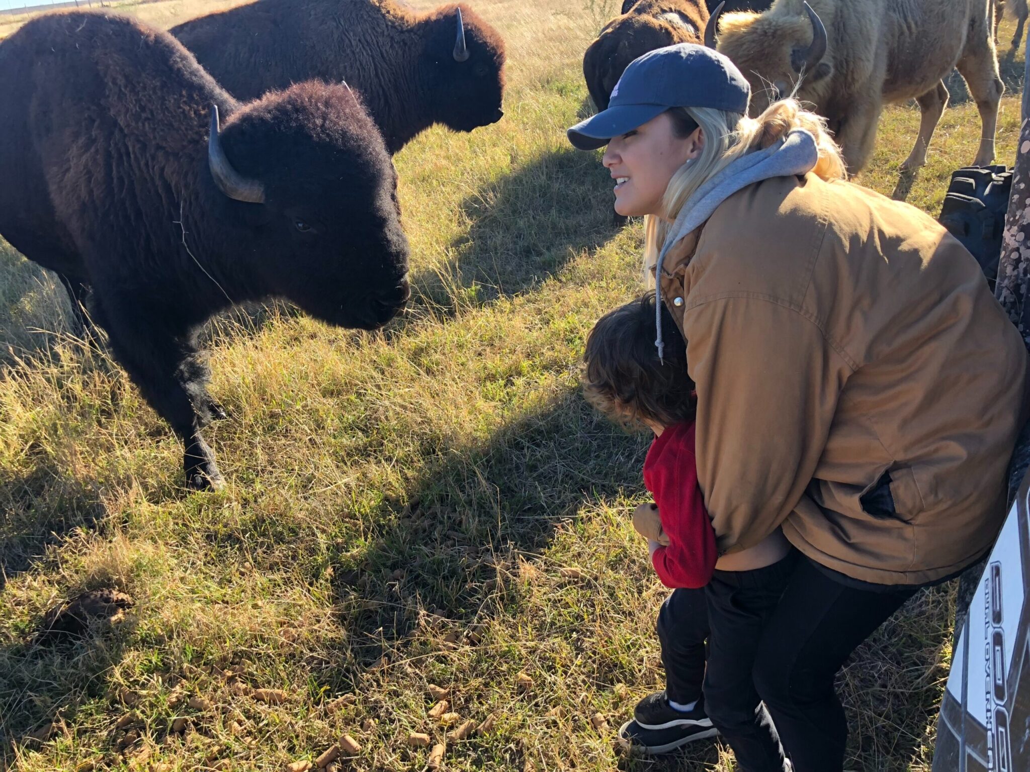 (Bison) Buffalo for Sale | Swan Farms LLC