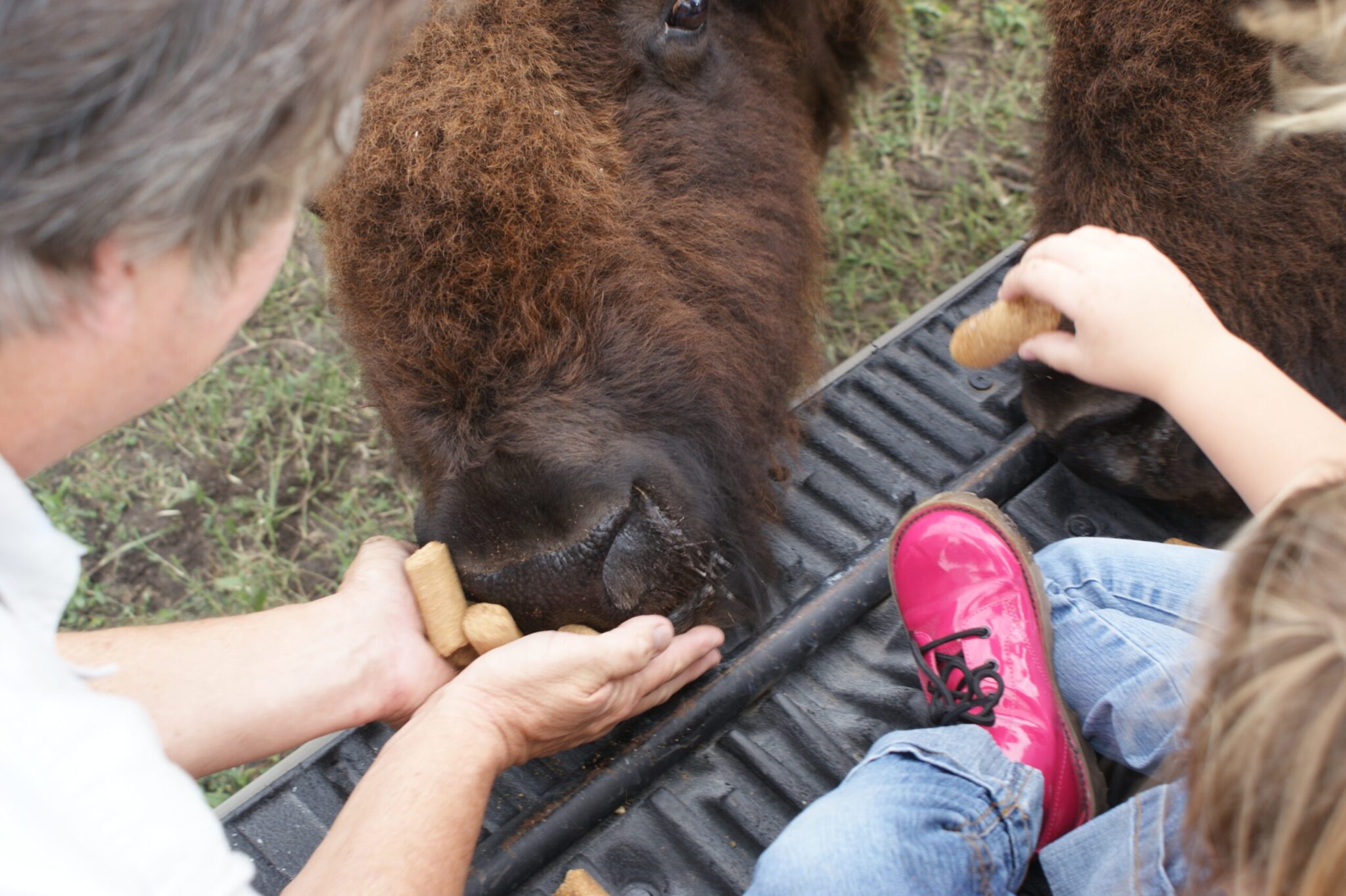 (Bison) Buffalo for Sale | Swan Farms LLC