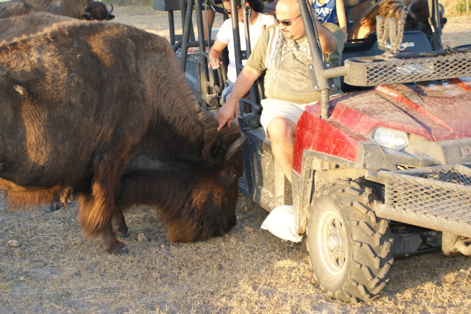 (Bison) Buffalo for Sale | Swan Farms LLC