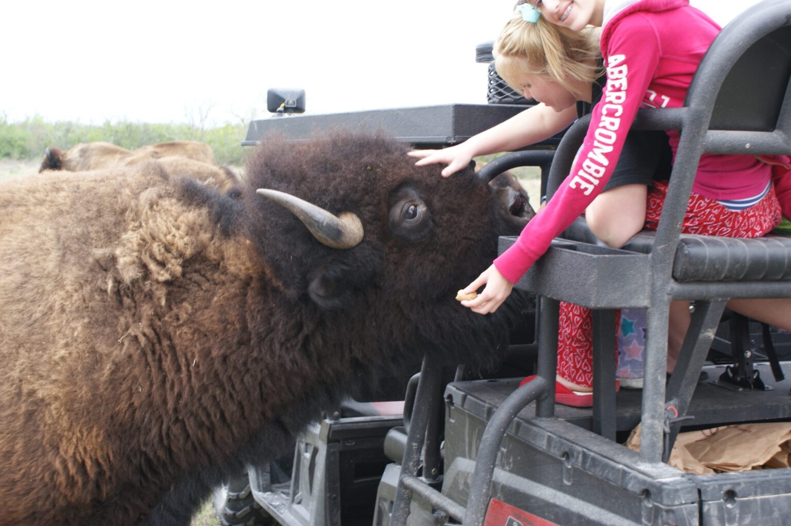 (Bison) Buffalo for Sale | Swan Farms LLC