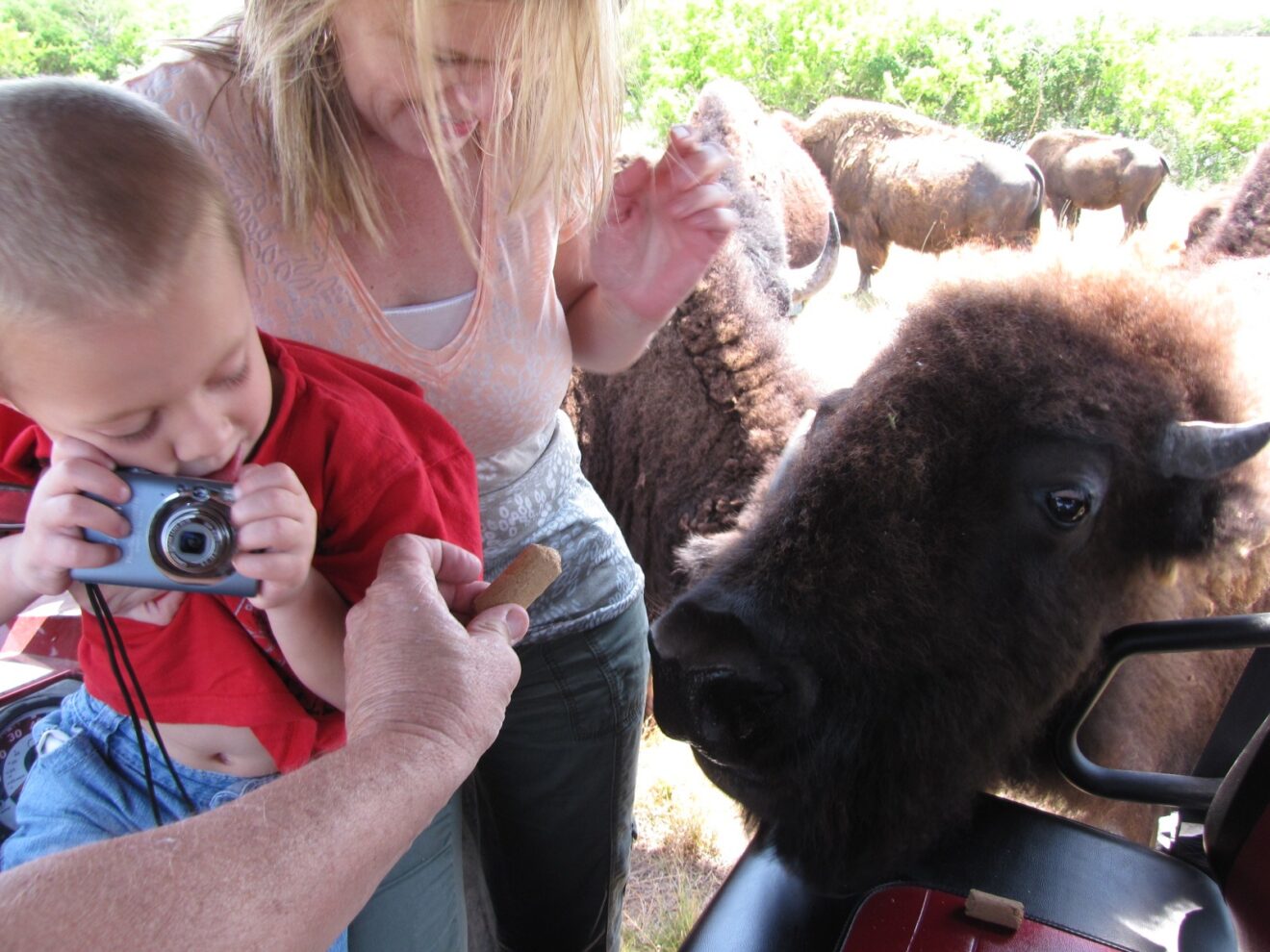 (Bison) Buffalo for Sale | Swan Farms LLC