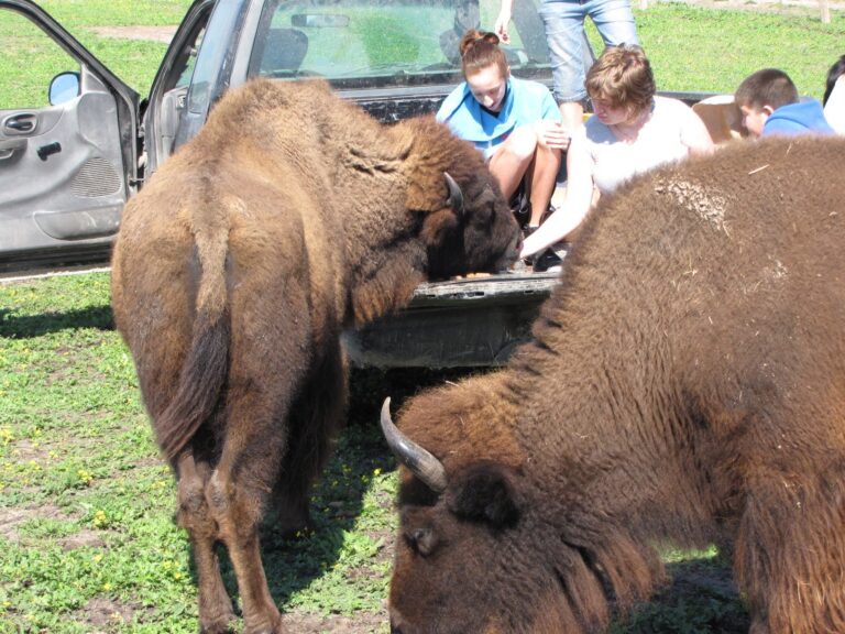 (Bison) Buffalo for Sale | Swan Farms LLC