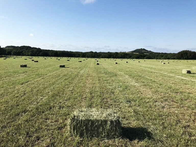 Quality Fertilized Coastal Horse Hay | Swan Farms LLC