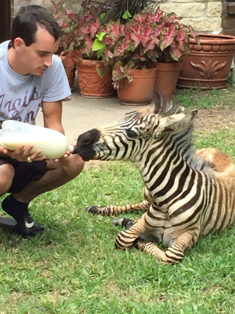 Zebra for Sale | Swan Farms LLC