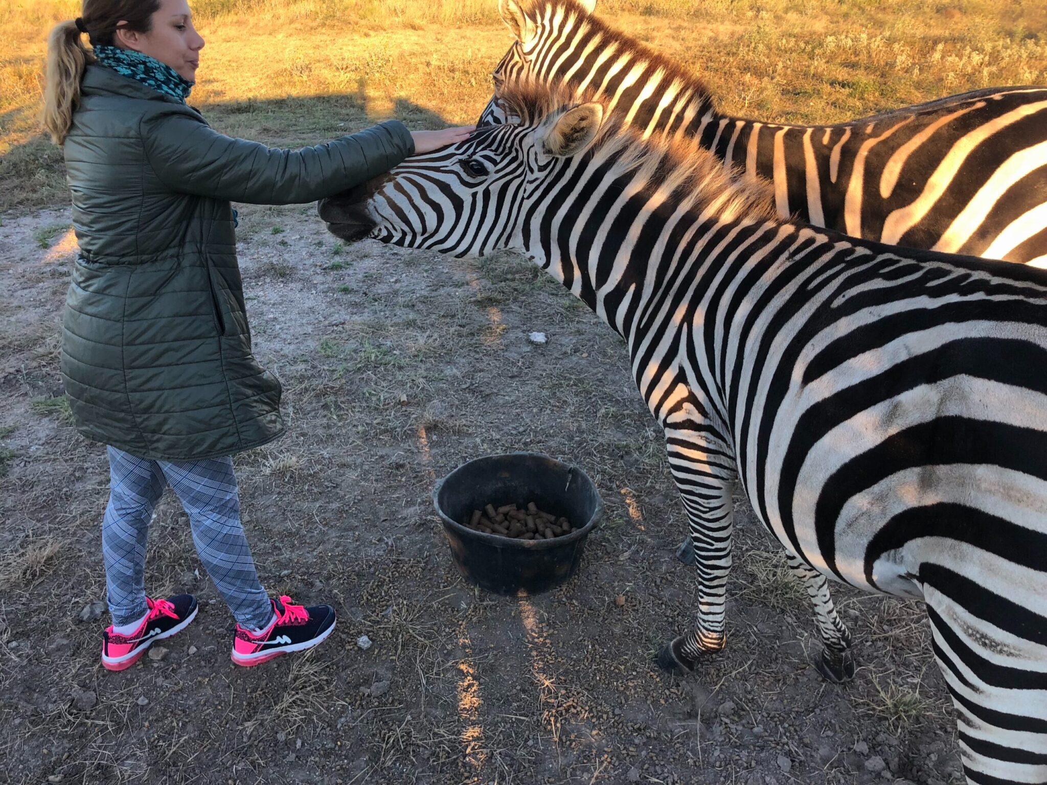 Zebra for Sale | Swan Farms LLC