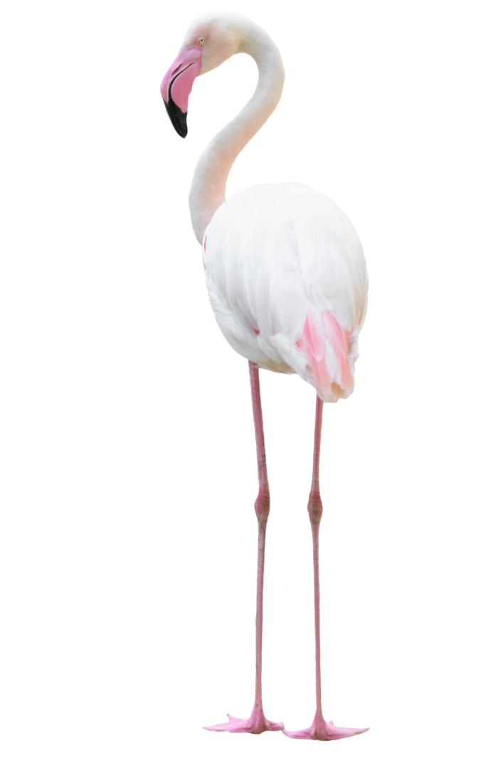 Home - Swan Farms LLC