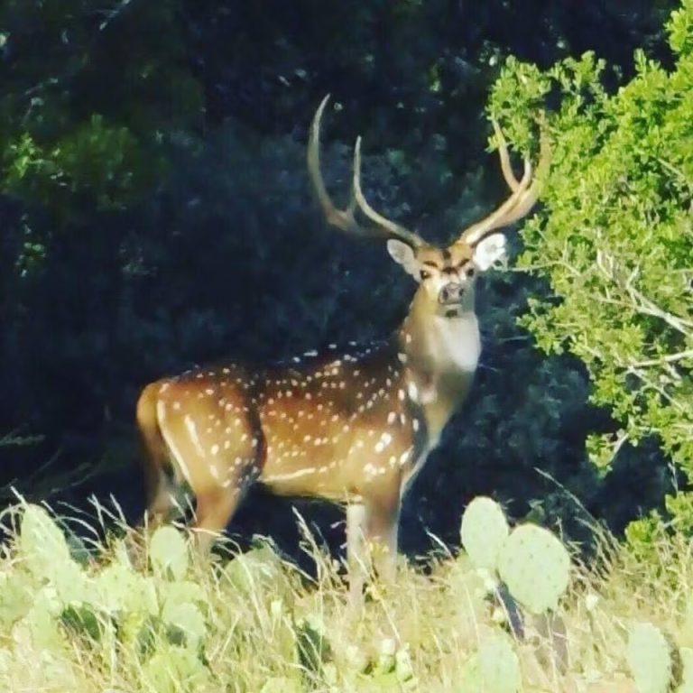 Axis Buck For Sale | Swan Farms LLC
