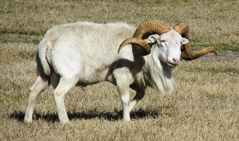 Texas Dall Sheep For Sale | Swan Farms LLC